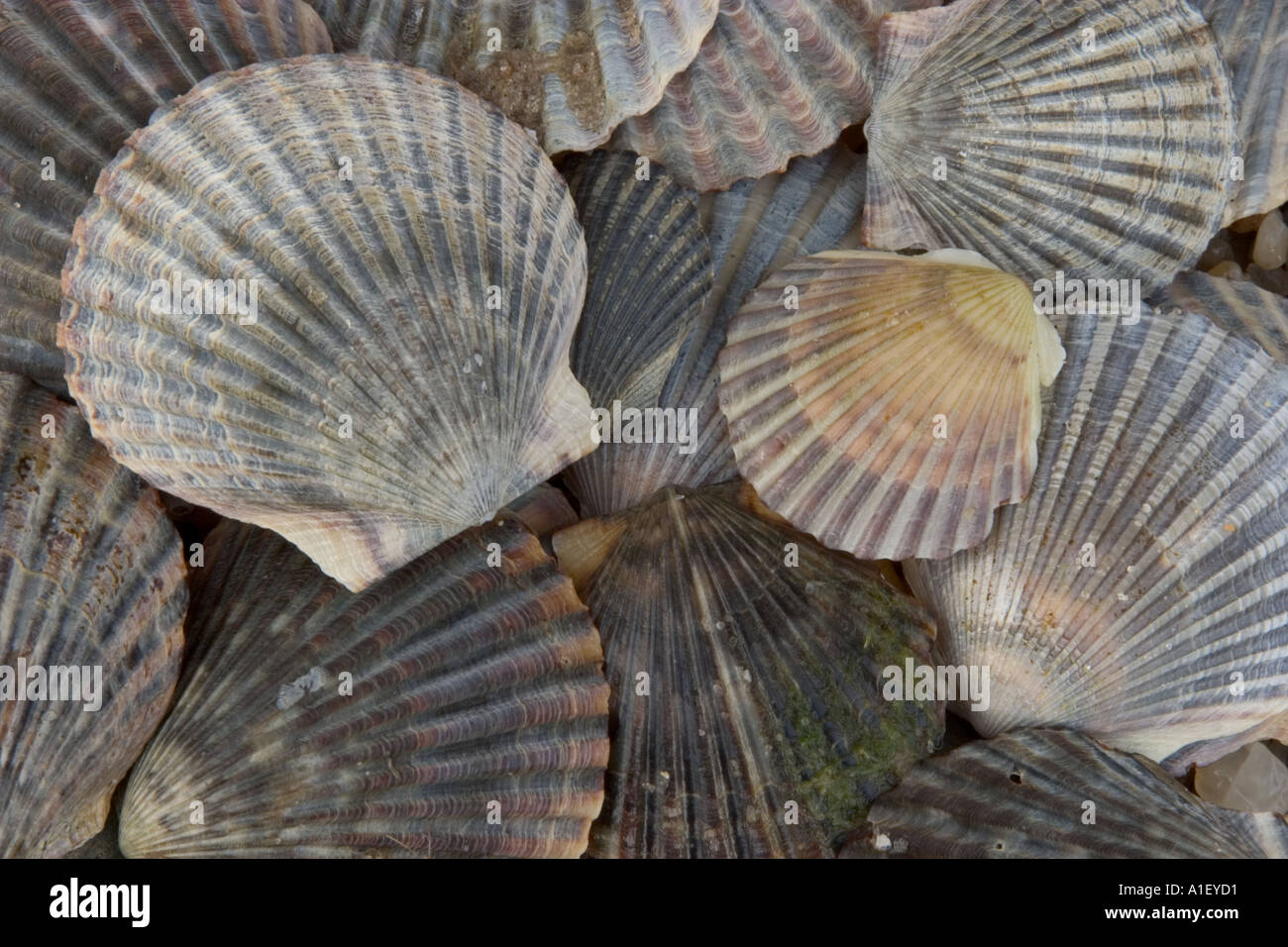 Scallop patterns hi-res stock photography and images - Alamy