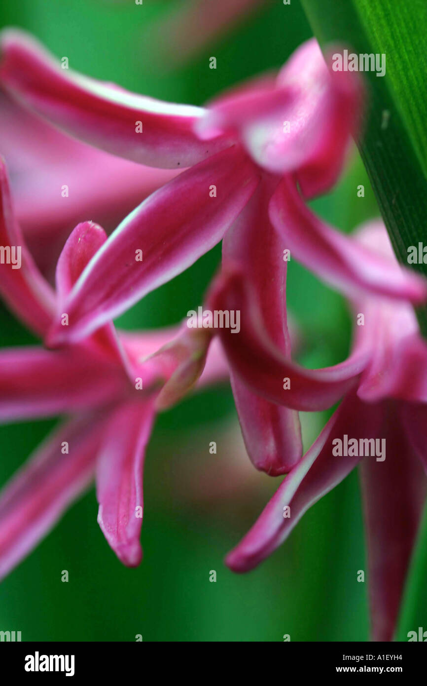Red hyacinthus orientalis Common Hyacinth Stock Photo - Alamy