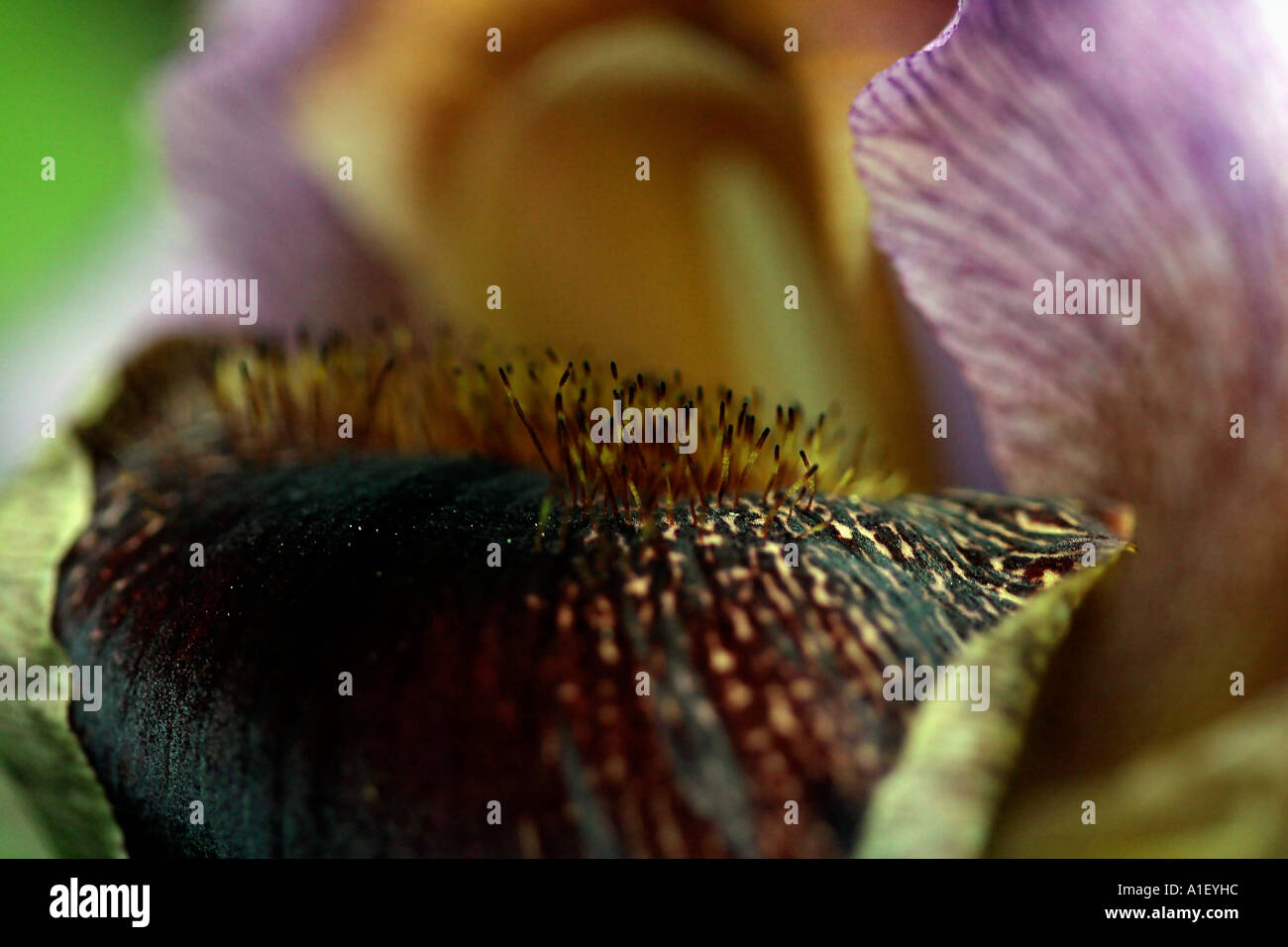 Mauve Nazareth iris in natural habitat Israel Stock Photo - Alamy