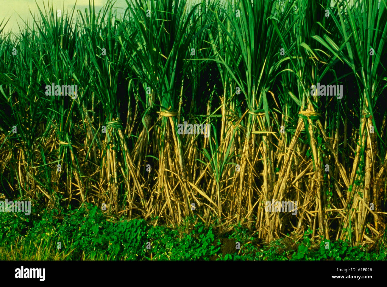 Sugar cane crop ready for harvest in Maharashtra India Stock Photo - Alamy