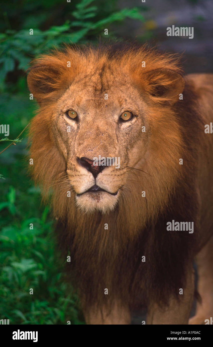Portrait of male lion Stock Photo - Alamy