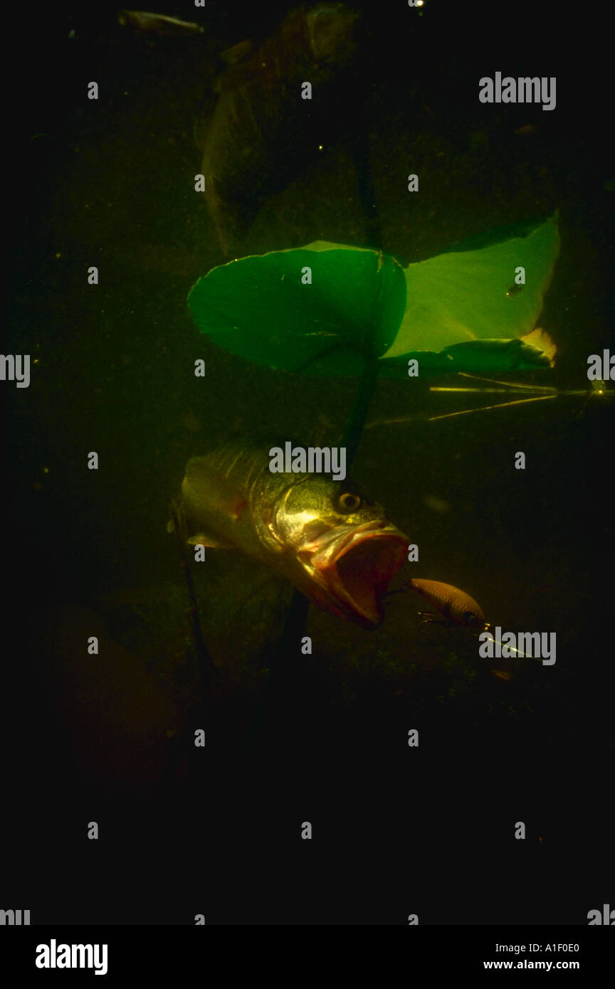Underwater view of bass striking lure Stock Photo - Alamy