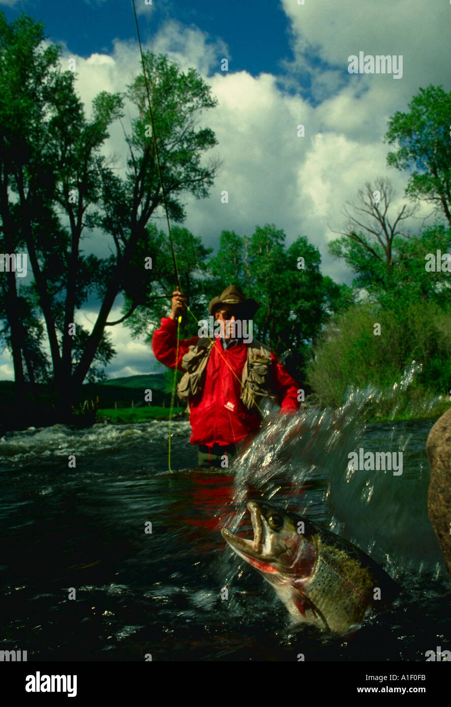 Fly fisherman with a fish jumping on the line in foreground Stock Photo ...