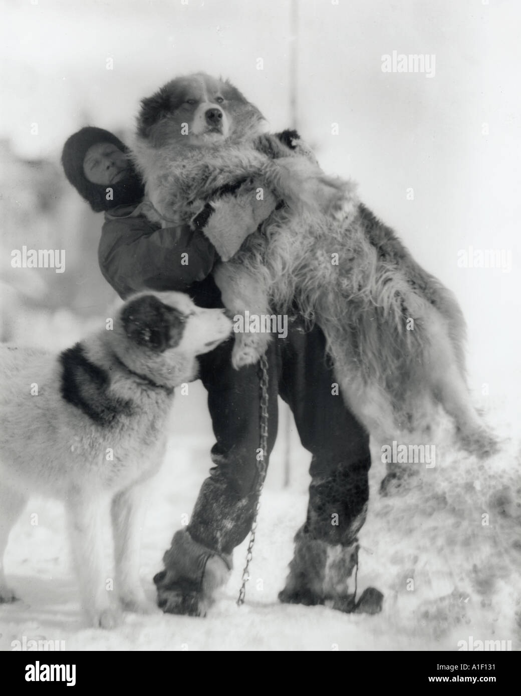 Dr Leonard Hussey lifting Samson and unnamed dog alongside Imperial ...