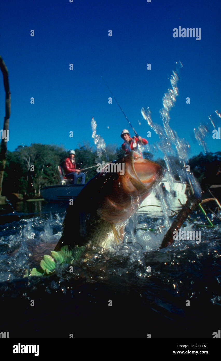 Man fishing for bass from boat with bass on end of line jumping out of ...