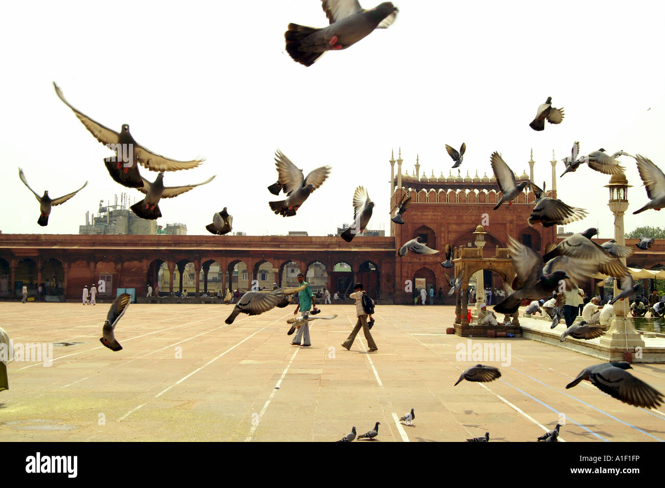 Airborne pigeons hi-res stock photography and images - Alamy