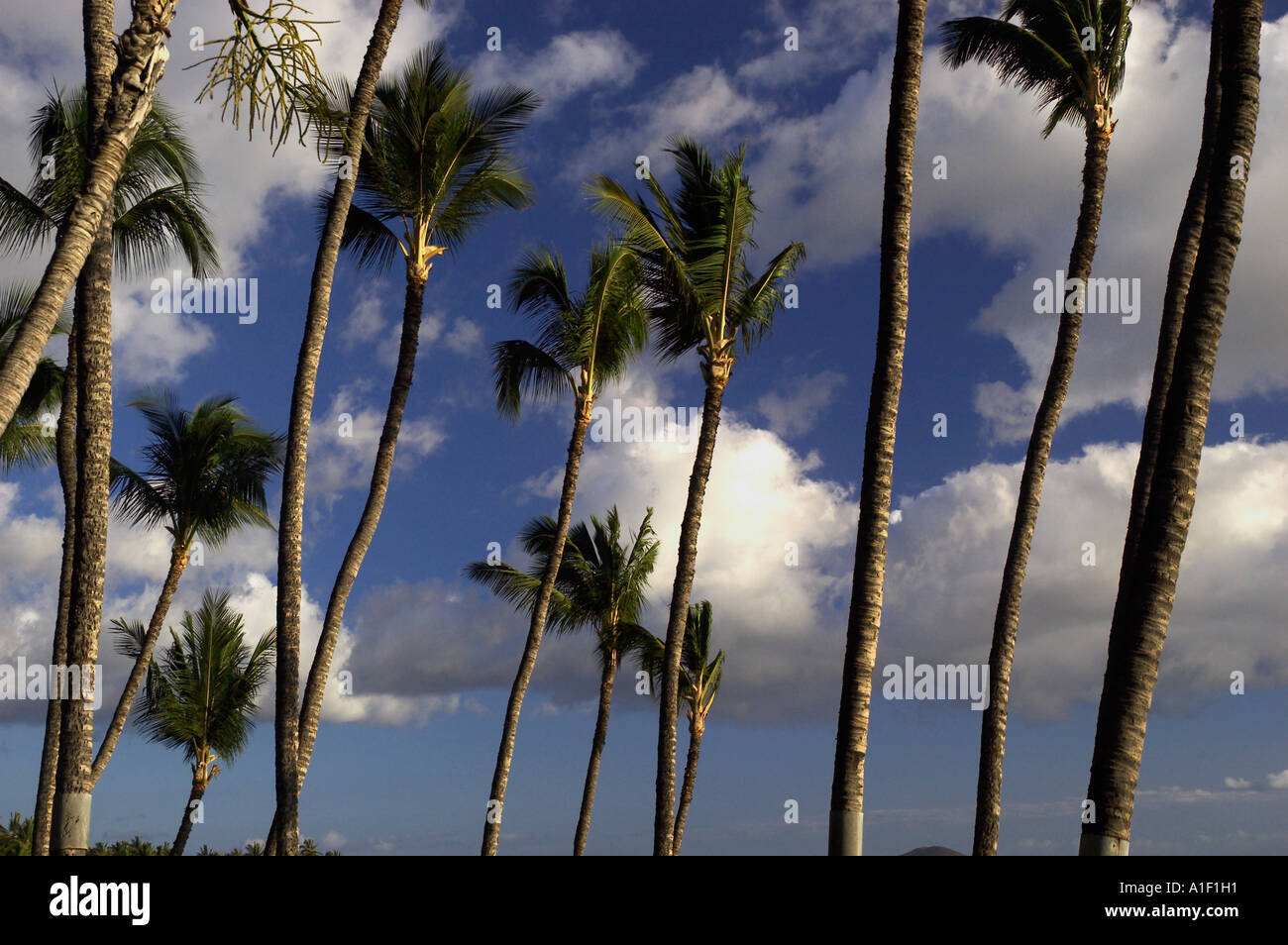 Hawaii plam trees Stock Photo - Alamy