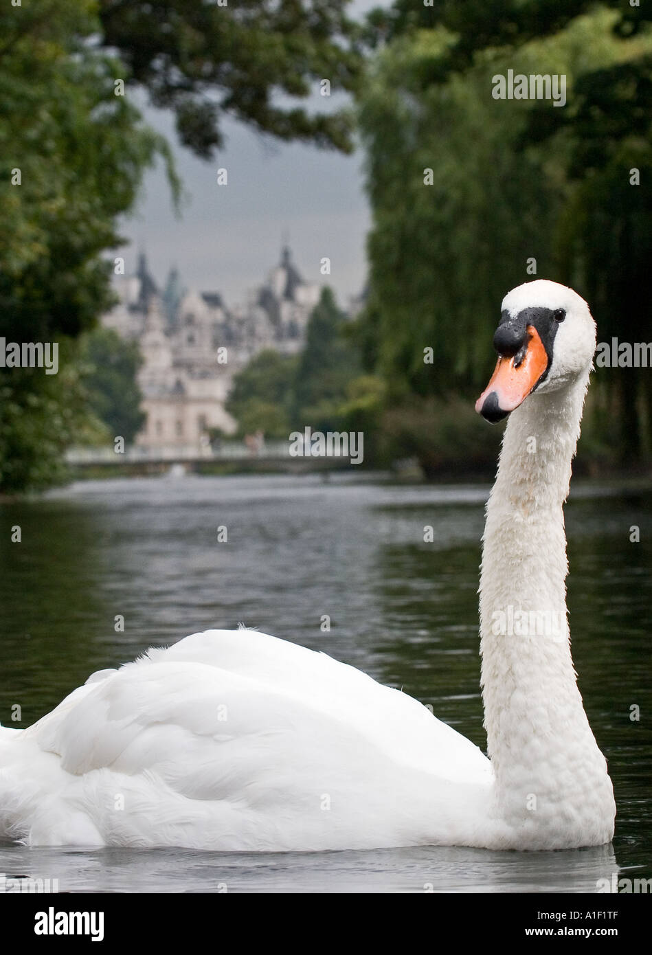 Swan london hi-res stock photography and images - Alamy