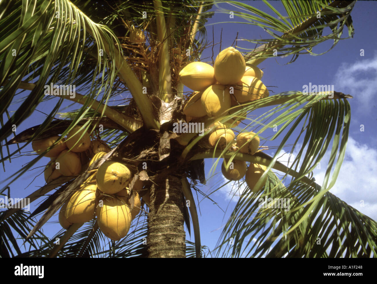 Ripening coconuts on a tree in the tropics Stock Photo - Alamy