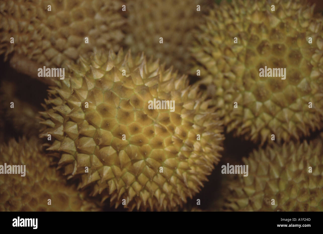 The durian is a large spiky fruit whose creamy foul smelling pulp is ...