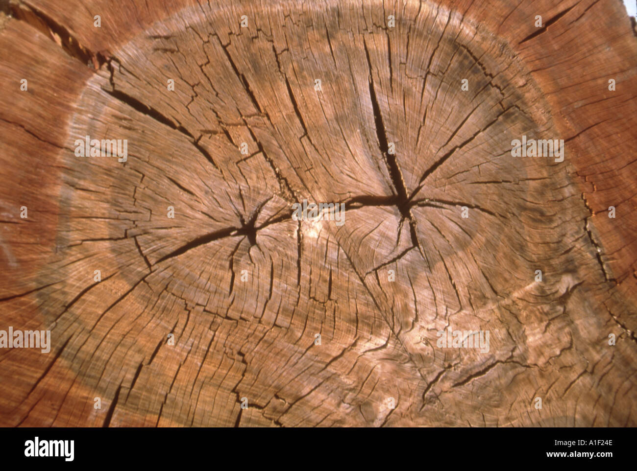 Giant atlas cedar tree morocco hi-res stock photography and images - Alamy