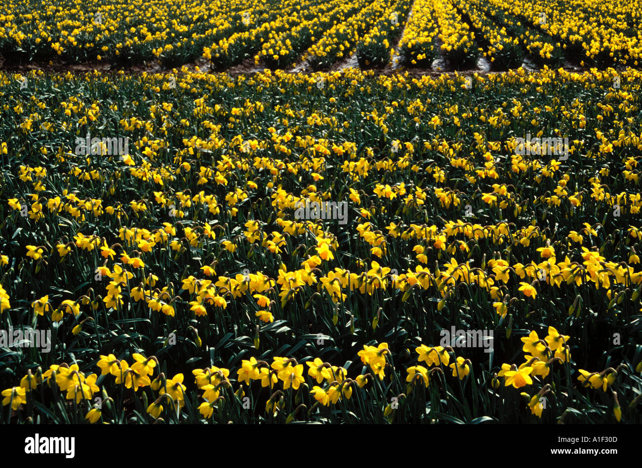 Daffodil field Lincolnshire England Stock Photo - Alamy