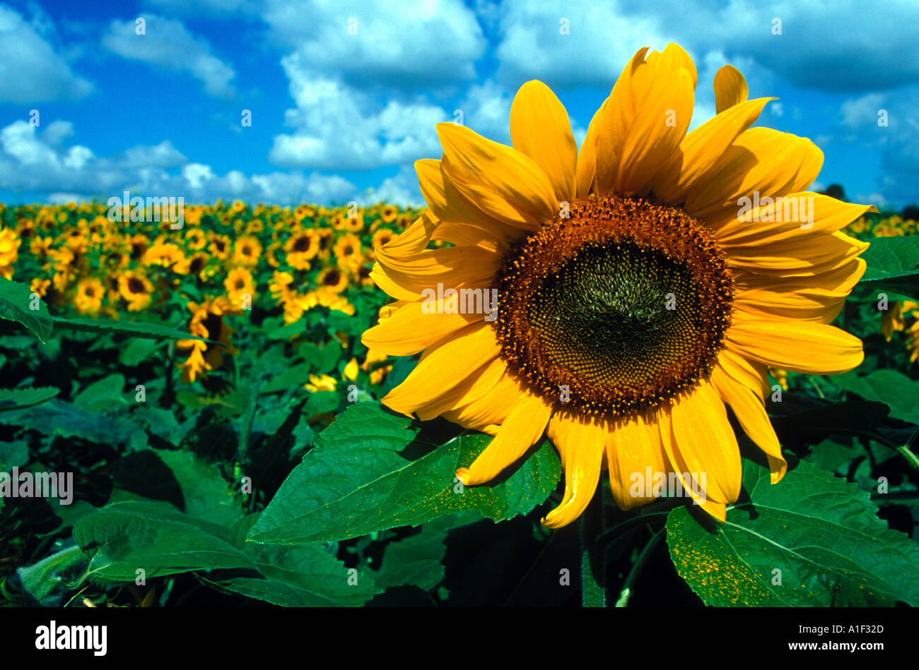 Seed sunflowers hi-res stock photography and images - Alamy