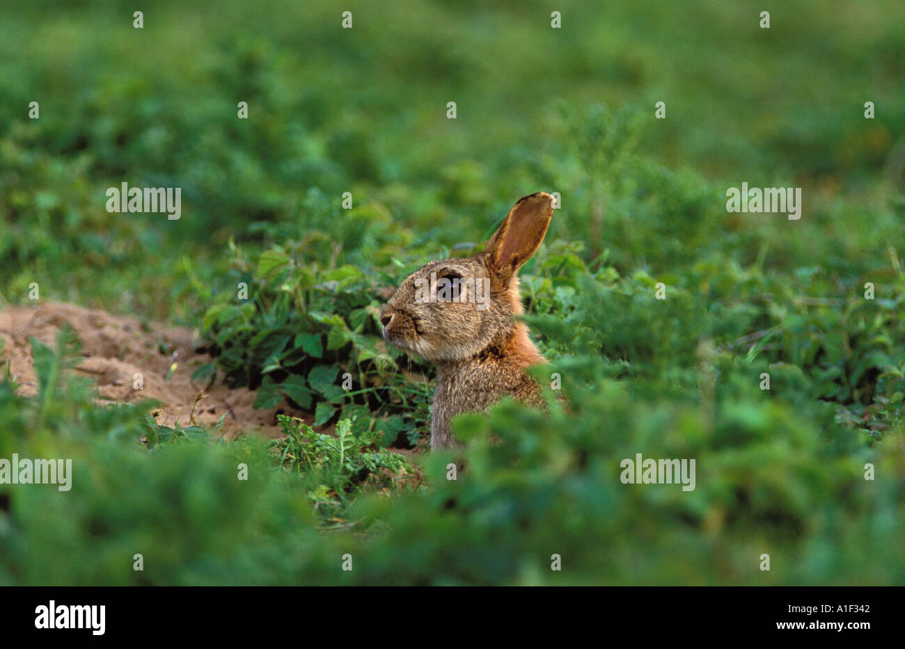 Rabbit on watch in entrance to burrow Stock Photo - Alamy