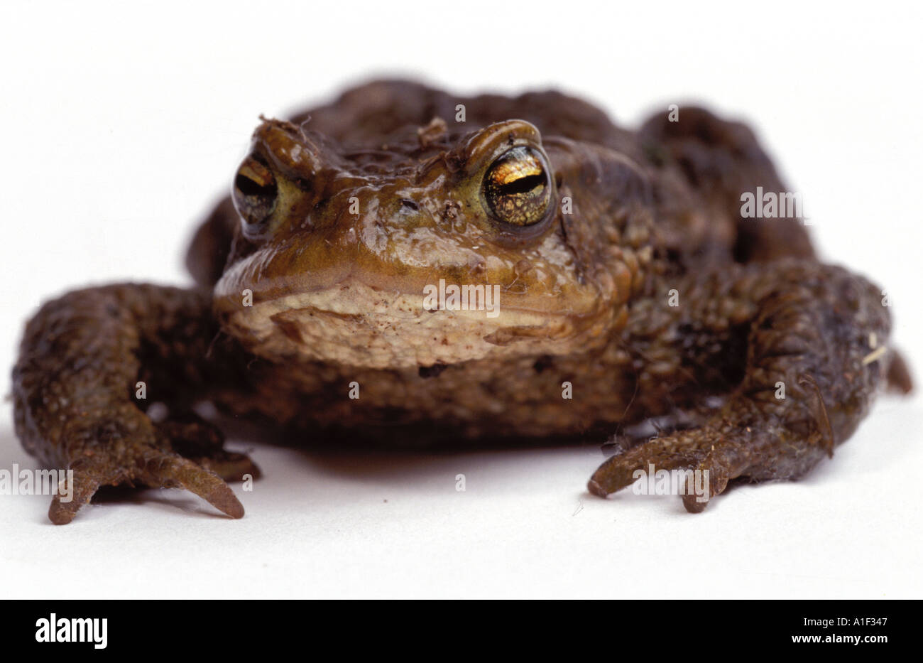 Common Toad on white Stock Photo - Alamy