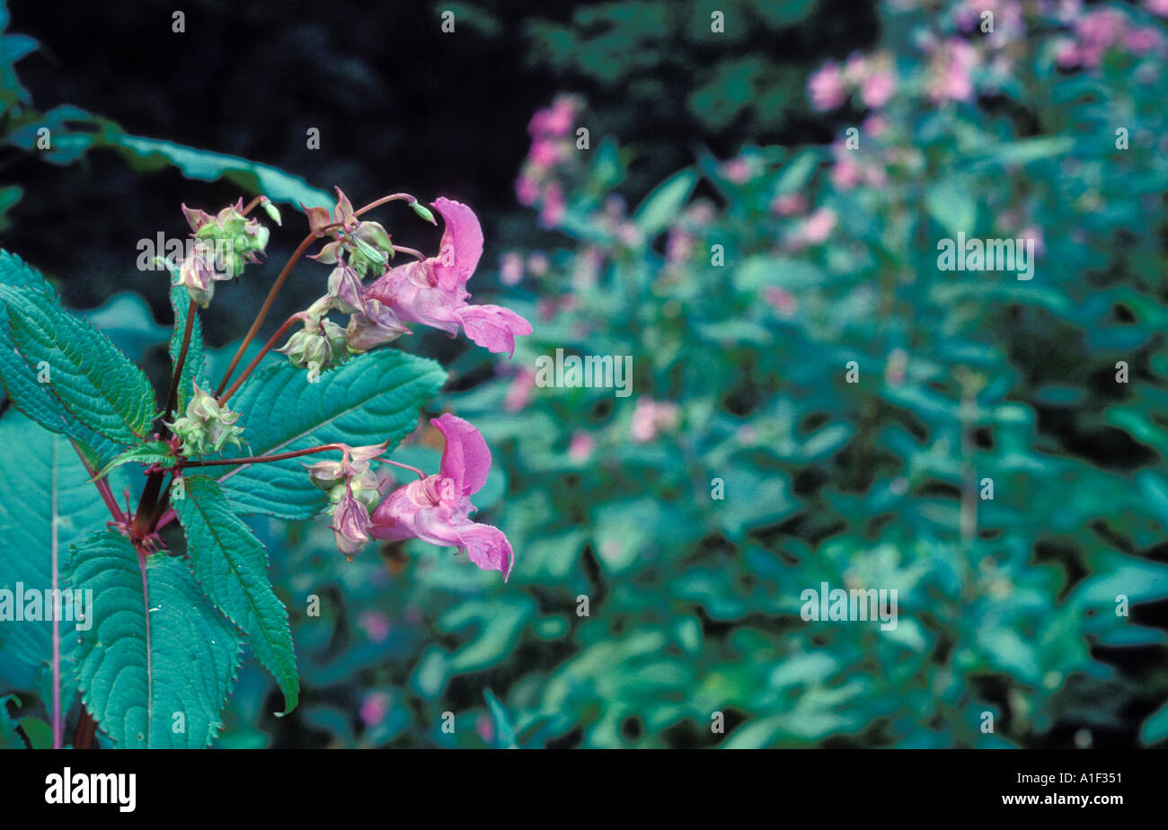 Himalayan Balsam plant growing in woodland Stock Photo - Alamy