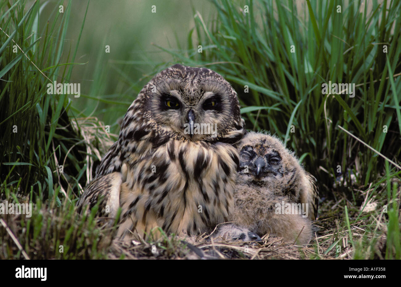 Short eared owl and young on nest Stock Photo - Alamy