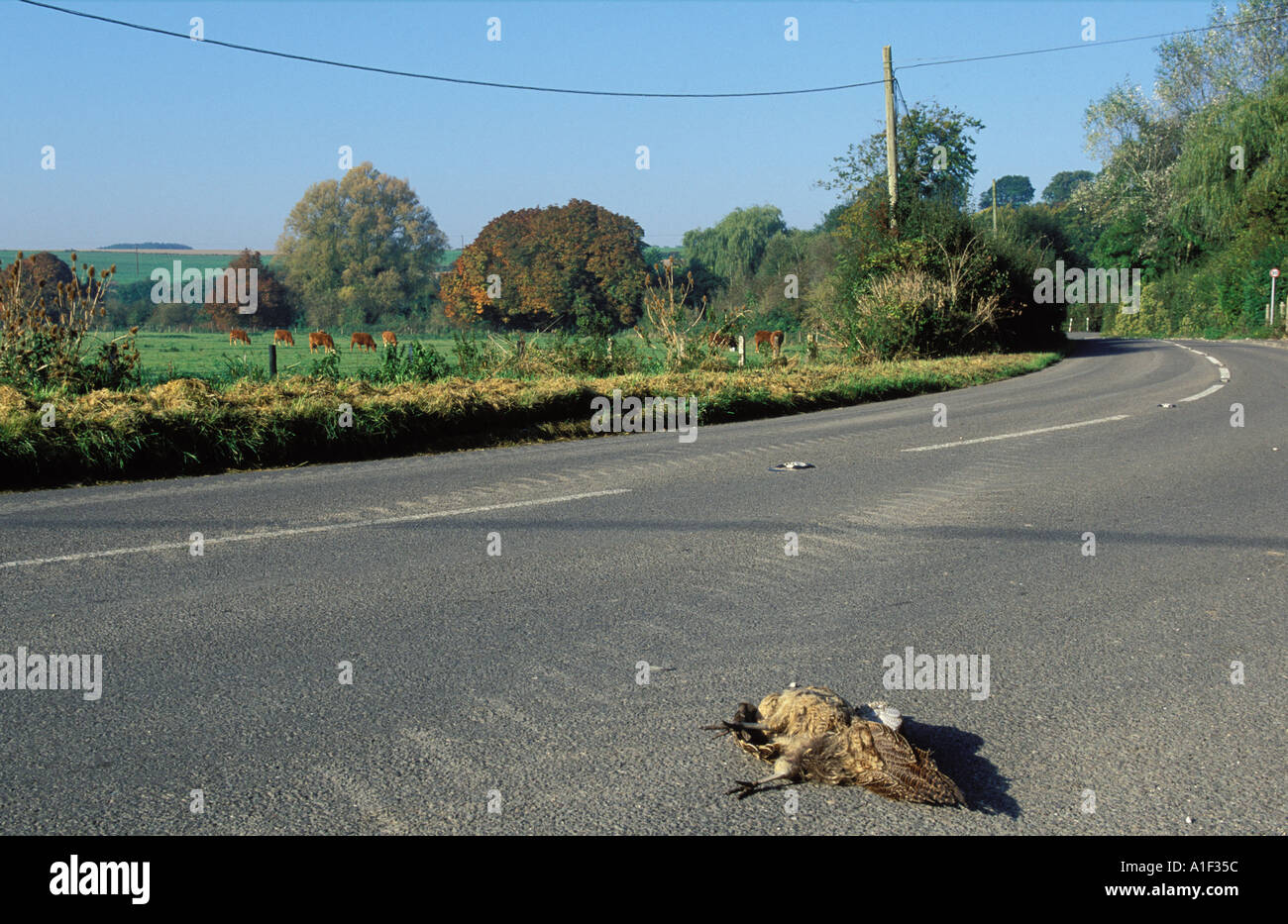 Road kill pheasant Stock Photo - Alamy