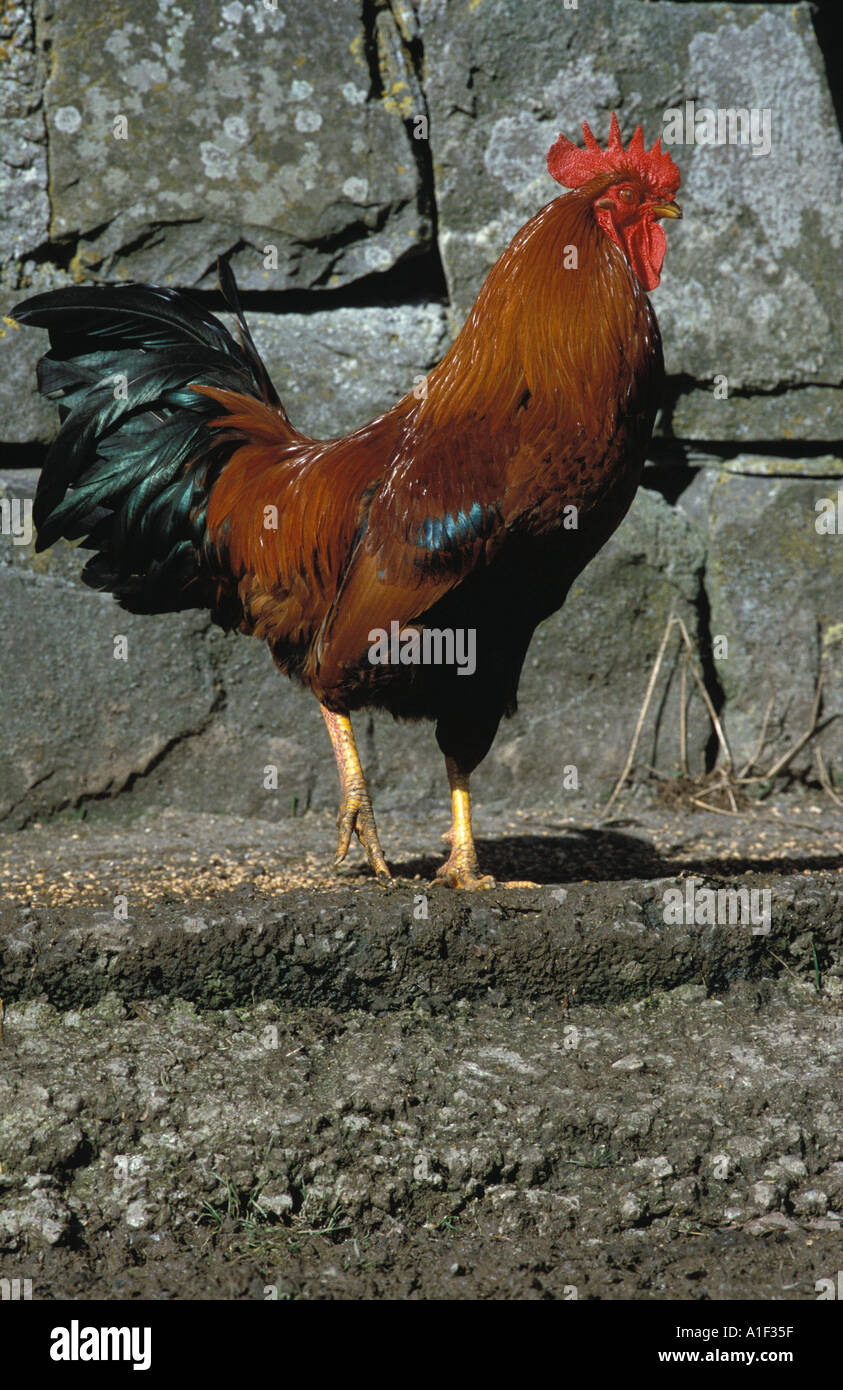 Rhode island red cockerel hi-res stock photography and images - Alamy