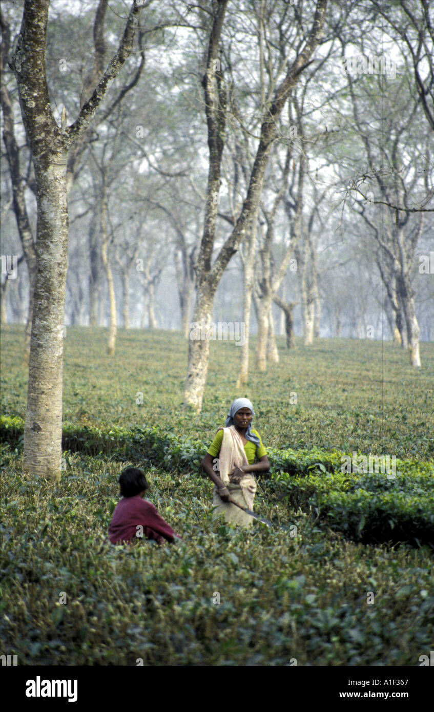 Assam tea pickers on plantation Stock Photo - Alamy