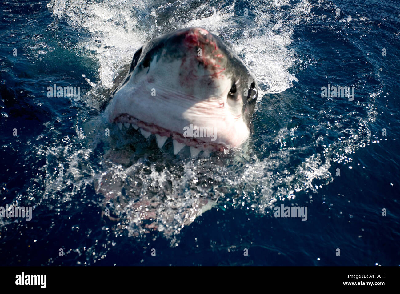 POWERFUL JAW MOVEMENT FROM A GREAT WHITE SHARK CARCHARHINUS CARCHARIAS ...