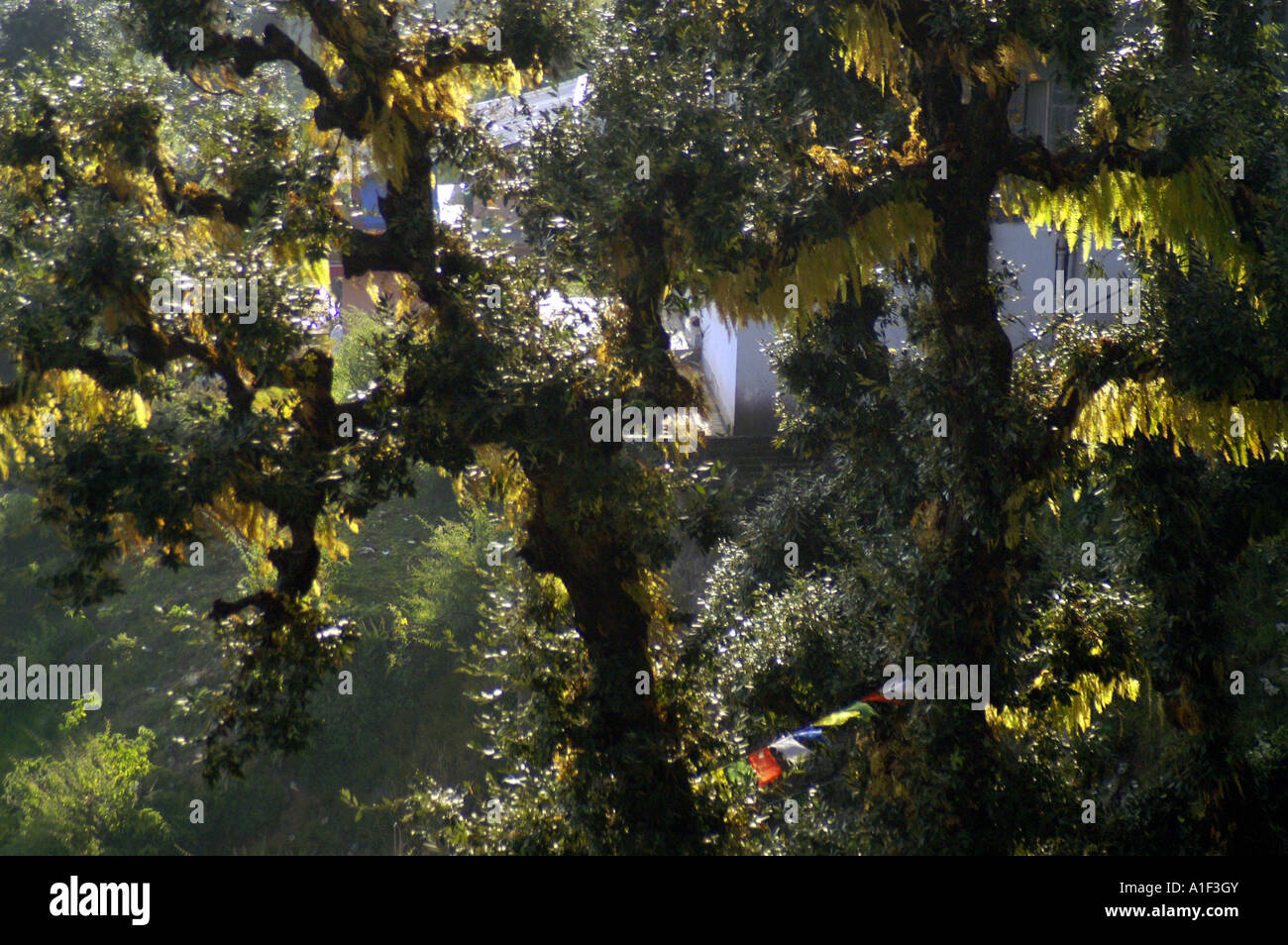 Prayer flags backlit hi-res stock photography and images - Alamy
