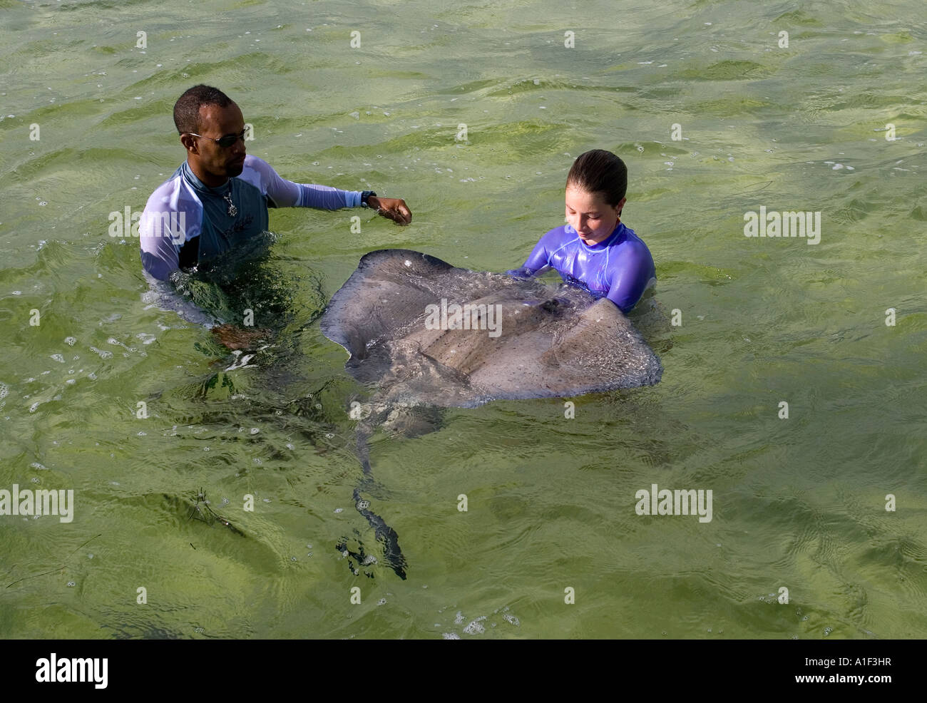 INTERACTION BETWEEN A YOUNG FEMALE AND A SOUTHERN STINGRAY DASYATIS ...