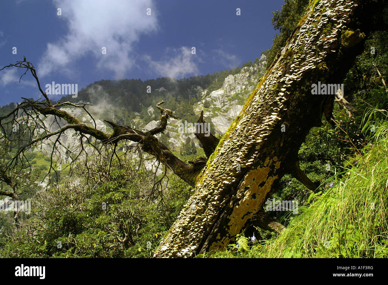Trees and plants and rocks of Dhauladhar range above McLeod Ganj, India ...