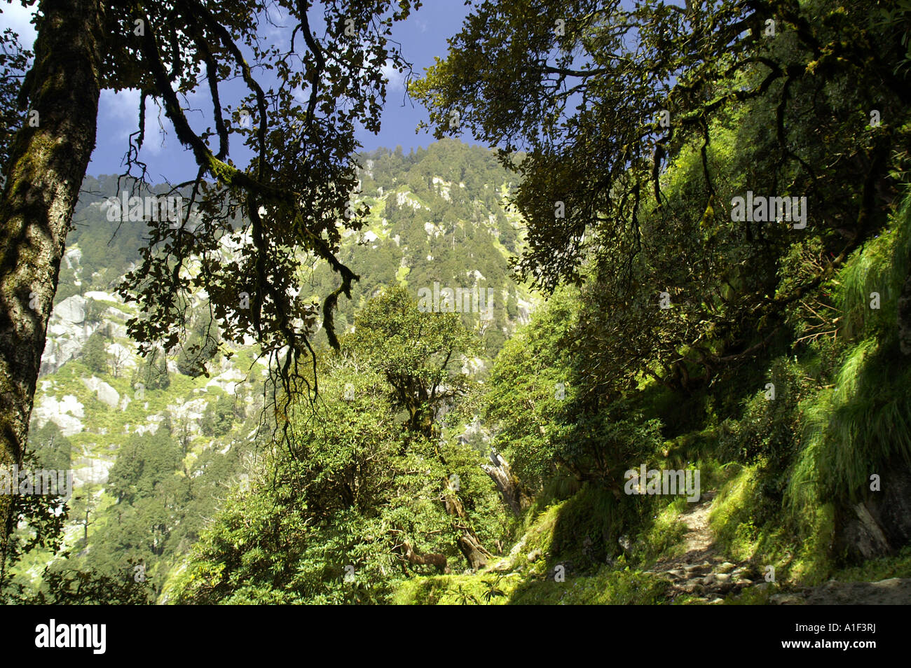 Trees and plants and rocks of Dhauladhar range above McLeod Ganj, India ...