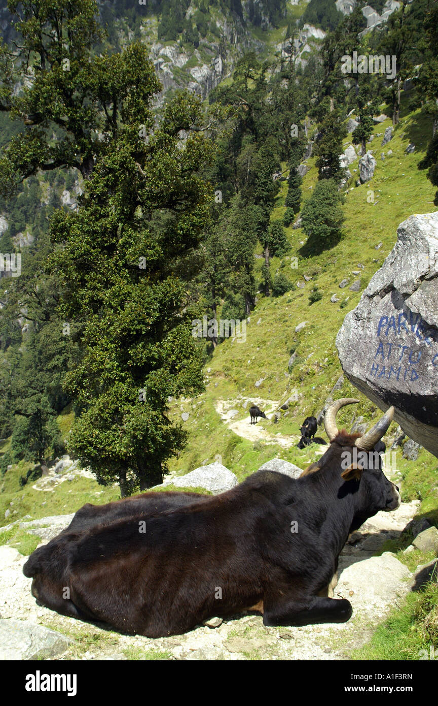 Cow lying on footpath in Dhauladhar range Indian Himalaya Stock Photo ...