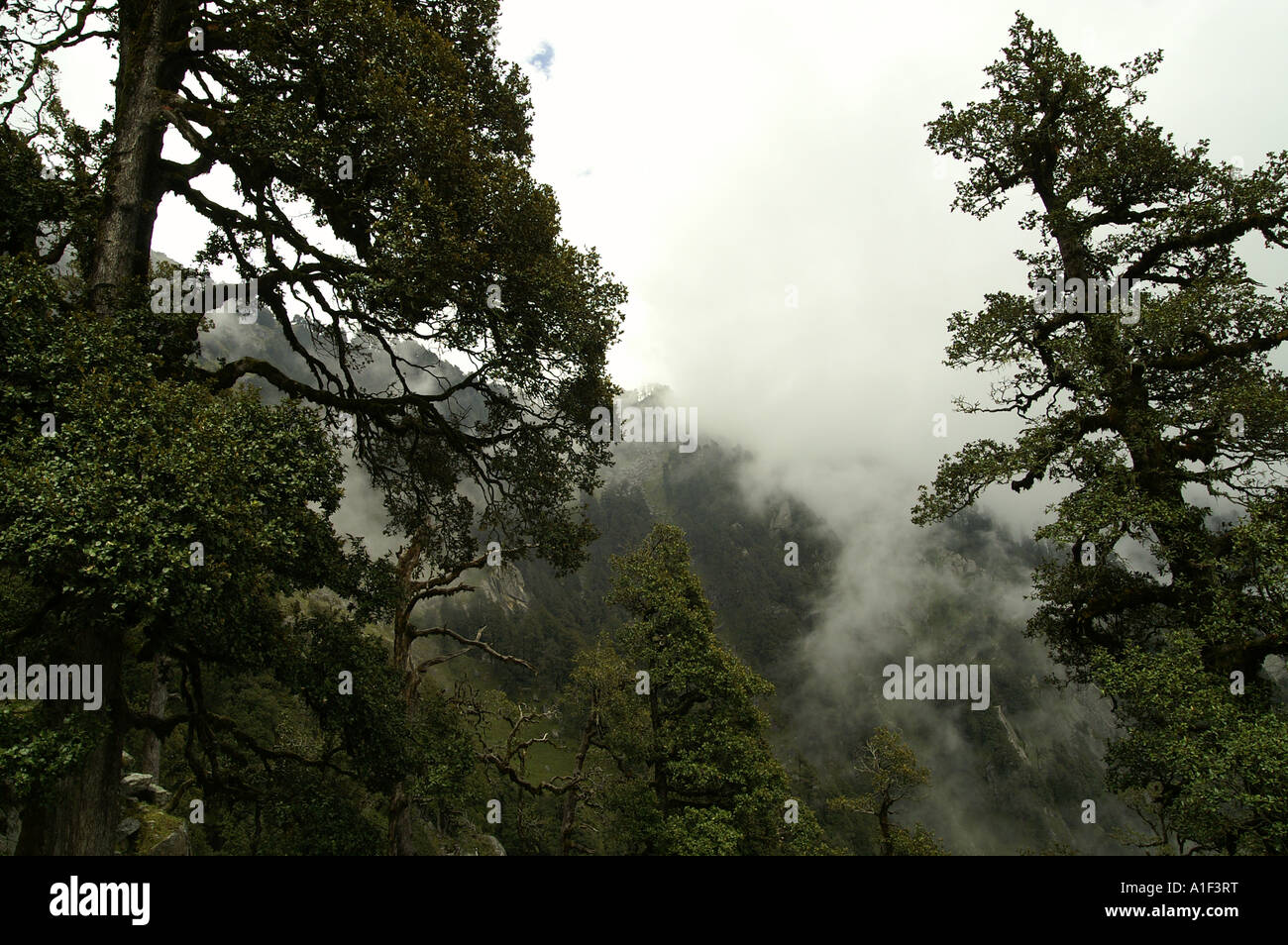 Deep forest with wet thick mist, Dhauladhar range, Indian Himalaya ...