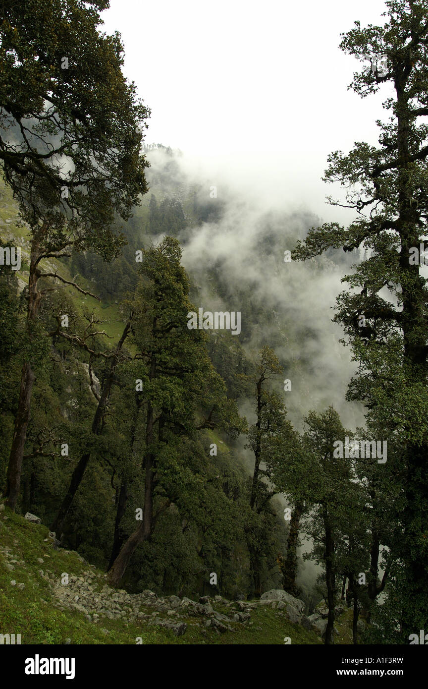 Deep forest with wet thick mist, Dhauladhar range, Indian Himalaya ...