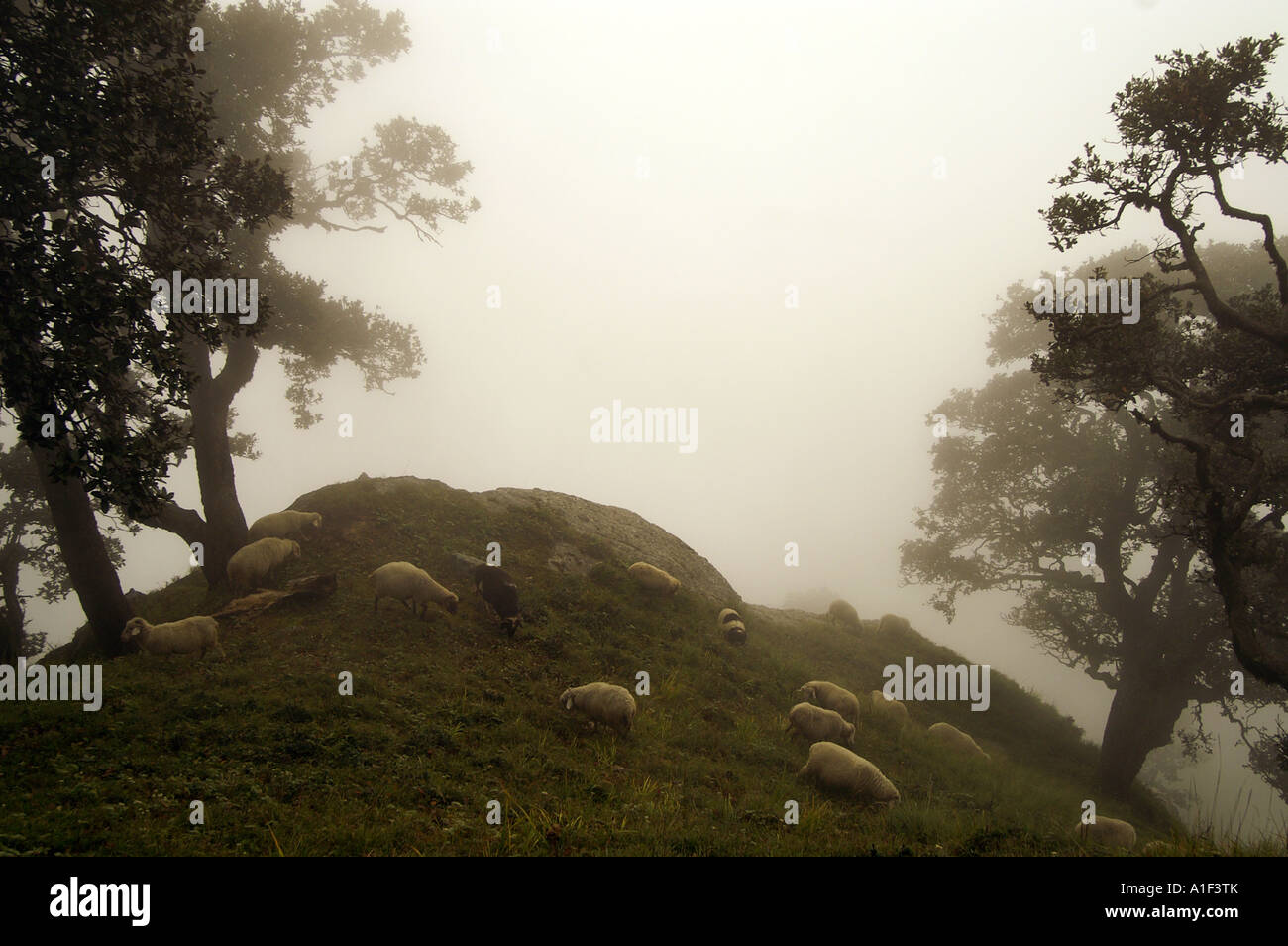 Mysterious trees with grazing sheep in deep forest in Indian Himalaya ...