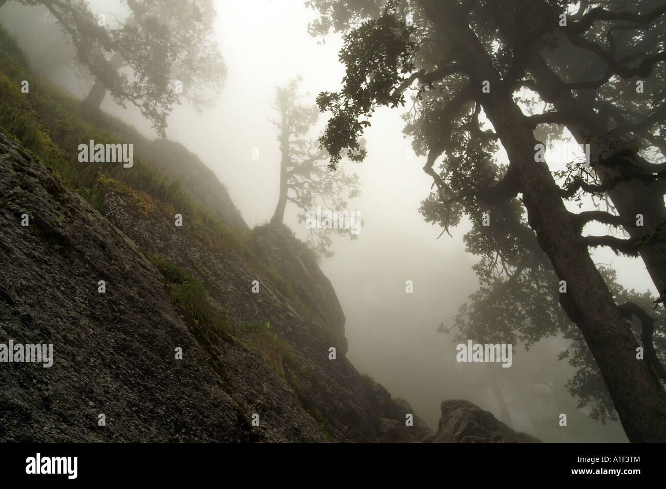 Mysterious dramatic trees in deep forest in Indian Himalaya Stock Photo ...