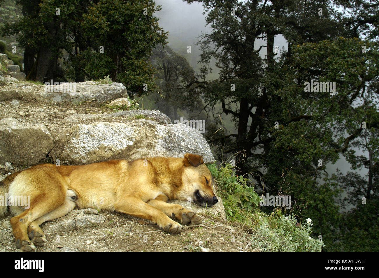 Sleeping tired dog of Gaddi shepherd in Dhauladhar range of Indian ...