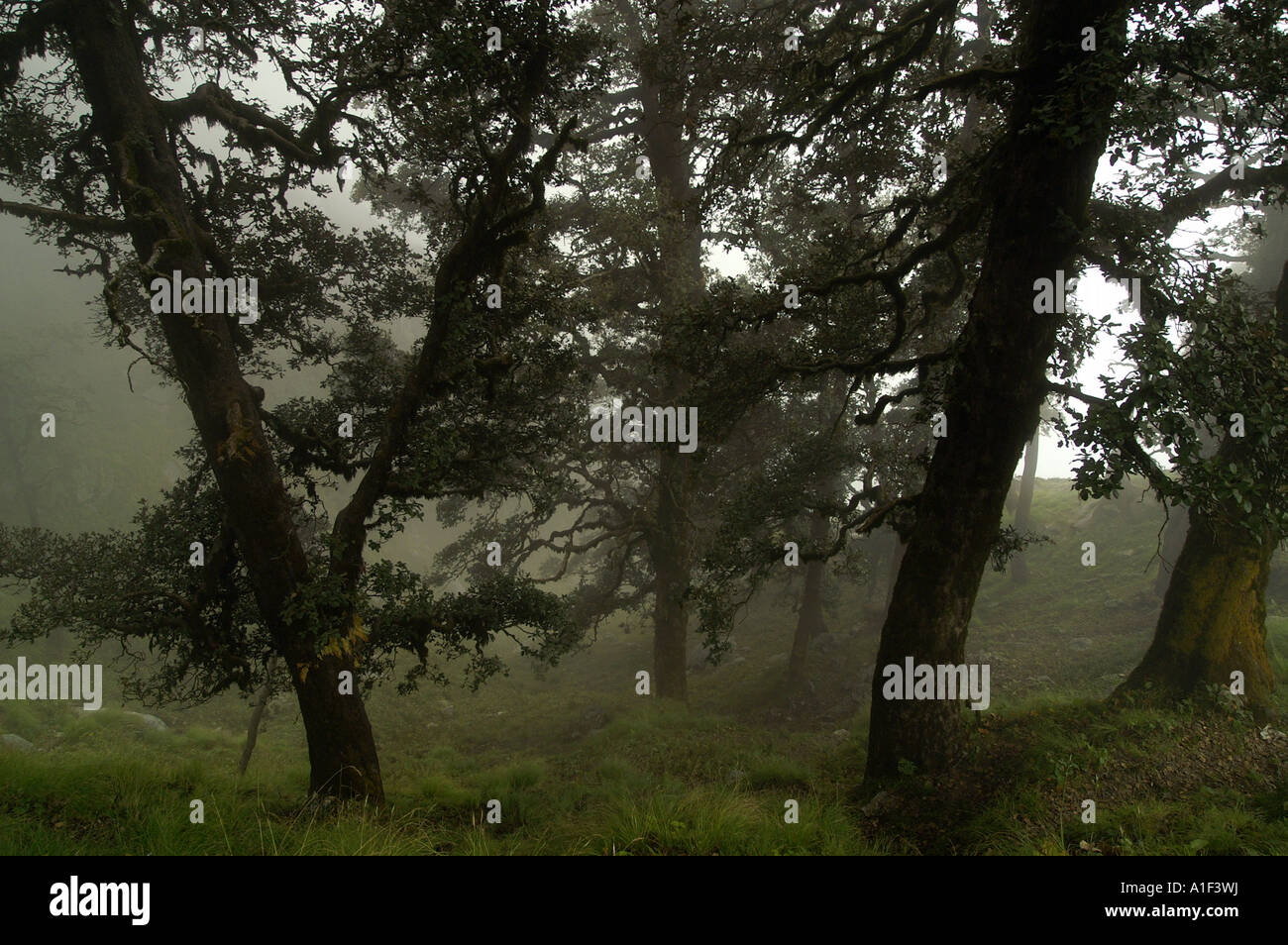 Mysterious dramatic trees in deep forest in Indian Himalaya Stock Photo ...