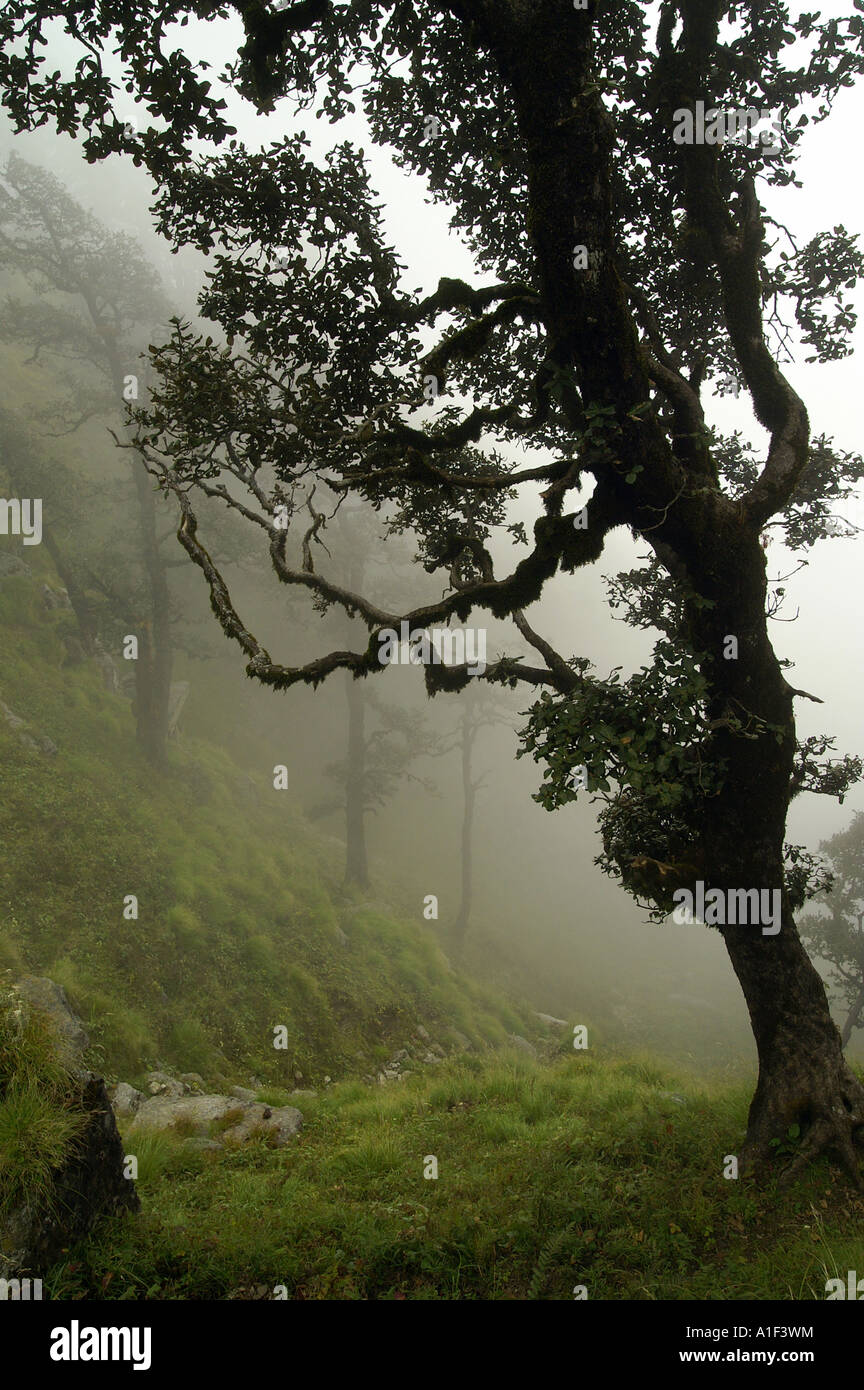 Mysterious dramatic trees in deep forest in Indian Himalaya Stock Photo ...