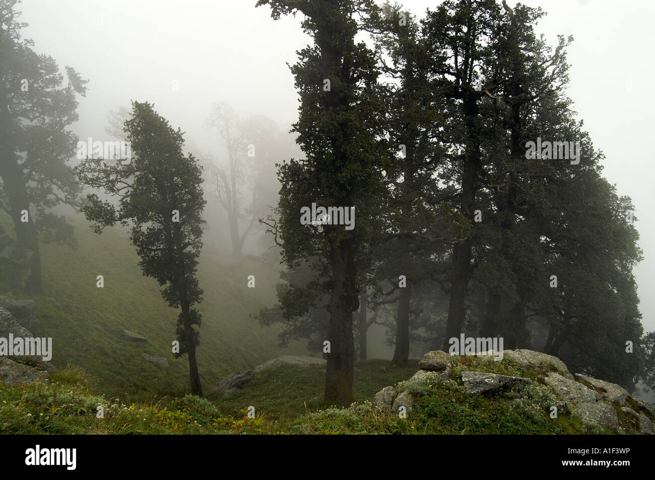 Mysterious dramatic trees in deep forest in Indian Himalaya Stock Photo ...