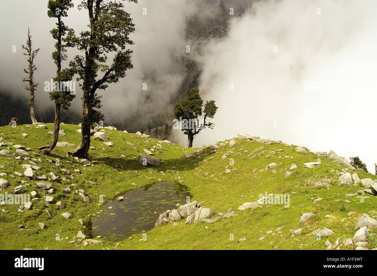 Tarn and trees at Laqa Got meadow, Dhauladhar range in Indian Himalaya ...