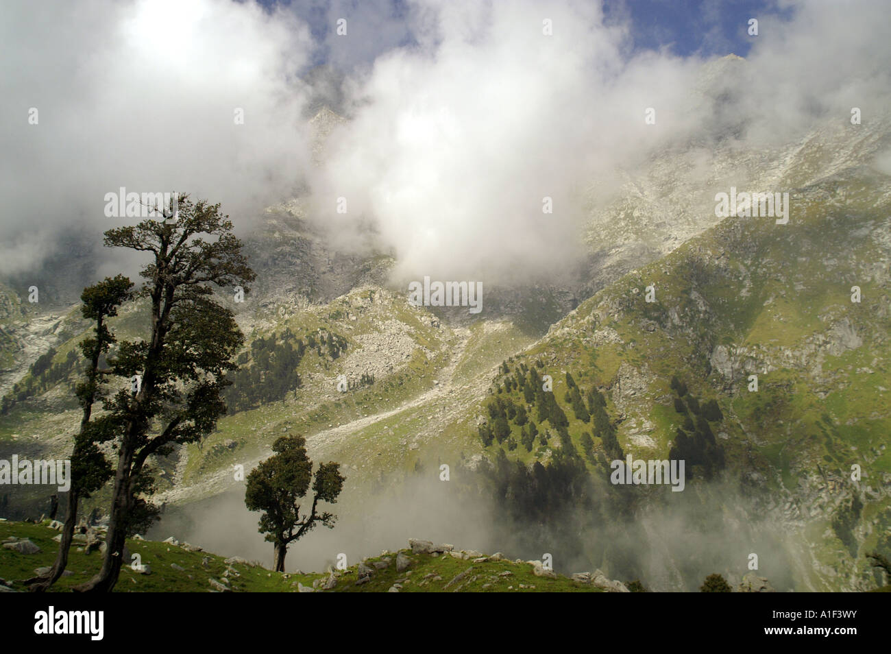 Trees and alpine meadow in Dhauladhar range, Indian Himalaya Stock ...