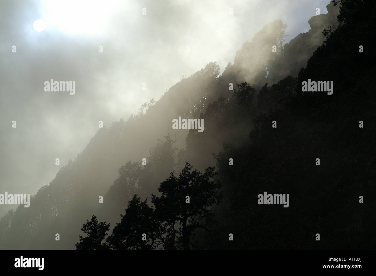 Mysterious dramatic trees in deep forest in Indian Himalaya Stock Photo ...