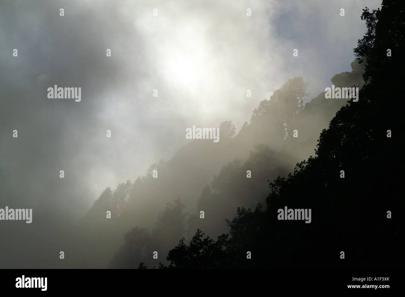 Mysterious dramatic trees in deep forest in Indian Himalaya Stock Photo ...