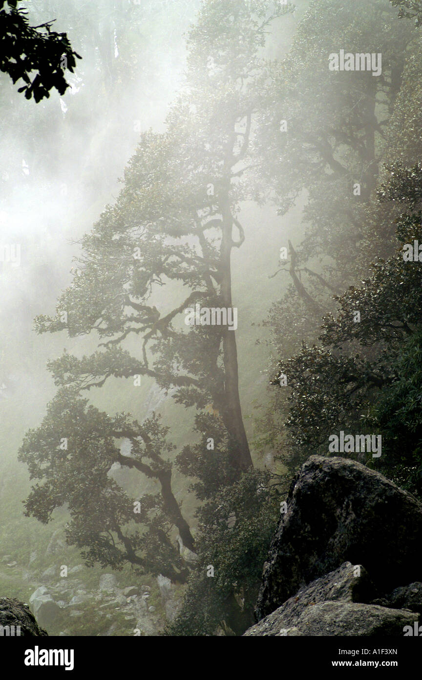 Mysterious dramatic trees in deep forest in Indian Himalaya Stock Photo ...