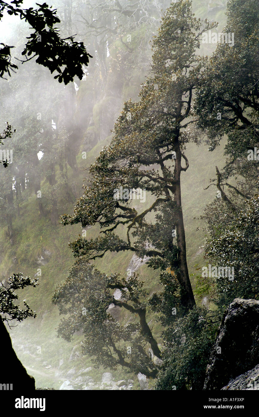 Mysterious dramatic trees in deep forest in Indian Himalaya Stock Photo ...