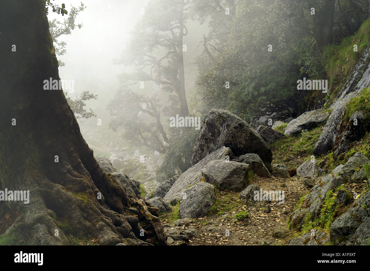Mysterious dramatic trees in deep forest in Indian Himalaya Stock Photo ...