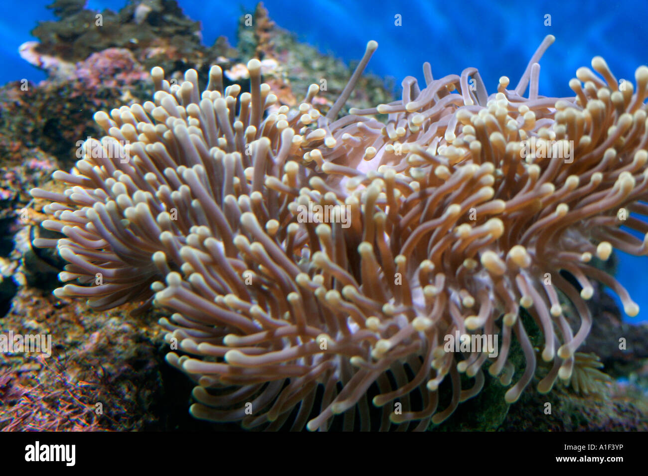Hiding fish in tank hi-res stock photography and images - Alamy