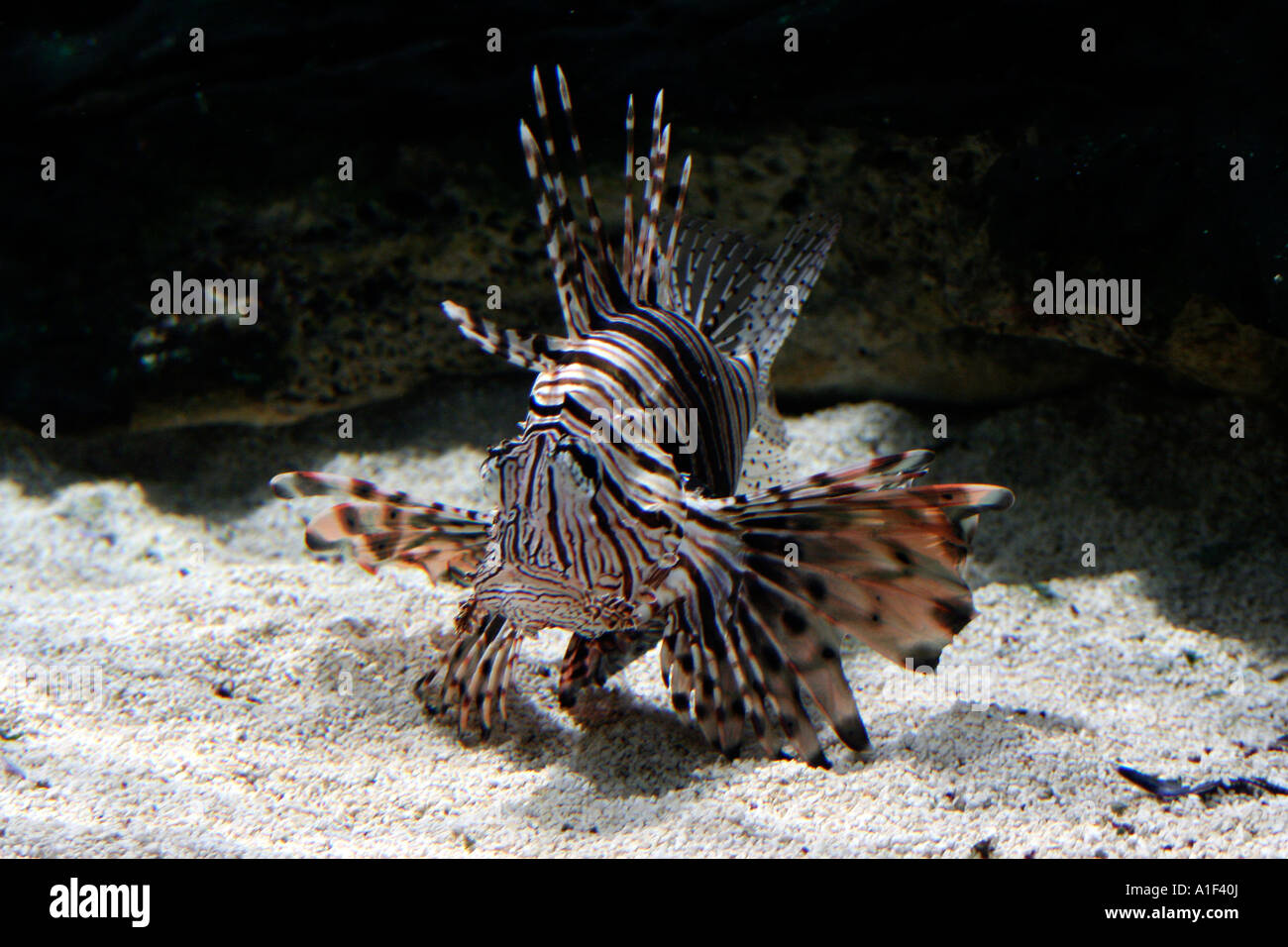 Spiky fish hi-res stock photography and images - Alamy