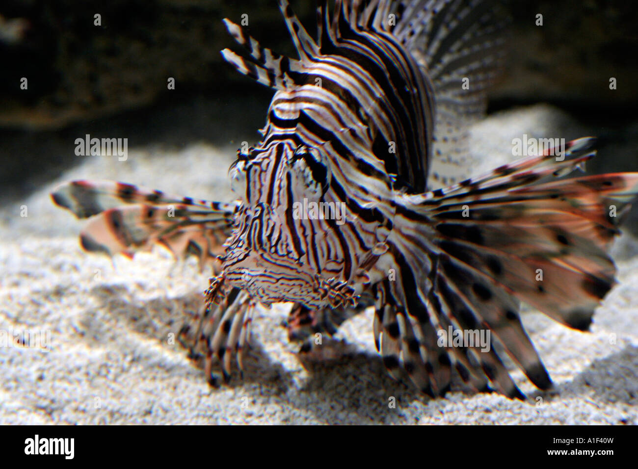 Spiky fish hi-res stock photography and images - Alamy