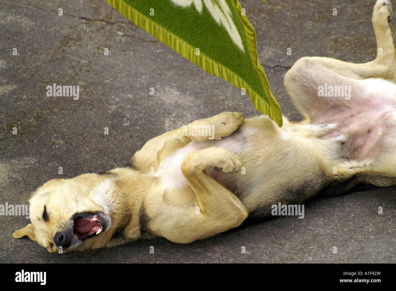 Relaxed lying dog enjoyig stratching his belly with flapping flag Stock ...