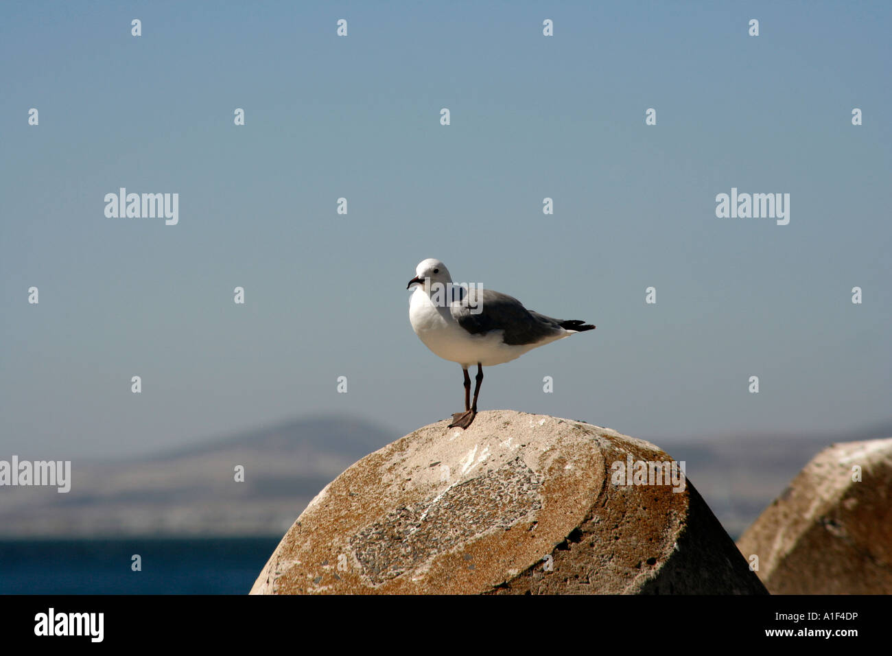 Portrait seagull side view hi-res stock photography and images - Alamy